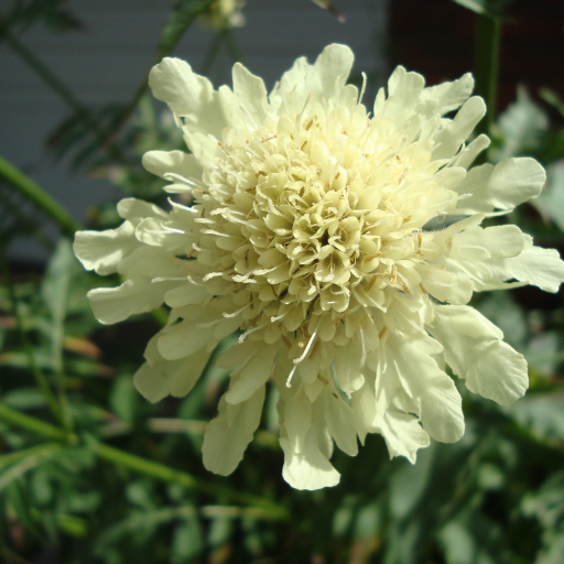 Giant Scabious (Cephalaria Gigantea) Plant Care & How to Grow, Water