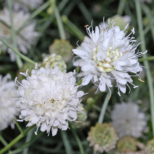 Giant Scabious (Cephalaria Leucantha) Plant Care & How to Grow, Water