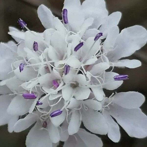 Cephalaria Transylvanica Plant Care & How to Grow, Water