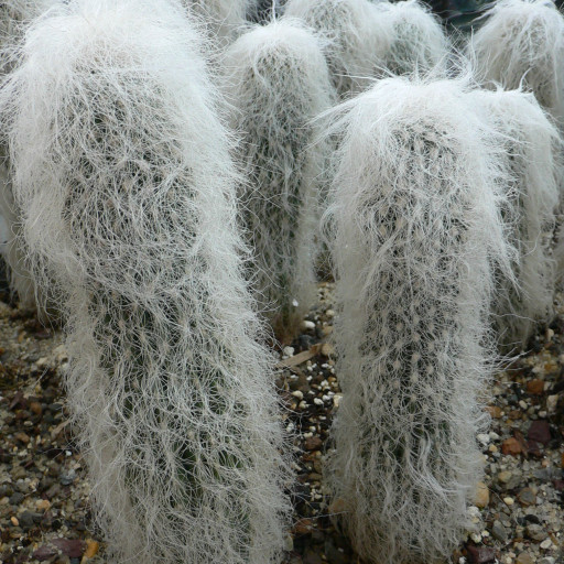 Old Man Cactus (Cephalocereus Senilis) Plant Care & How to Grow, Water