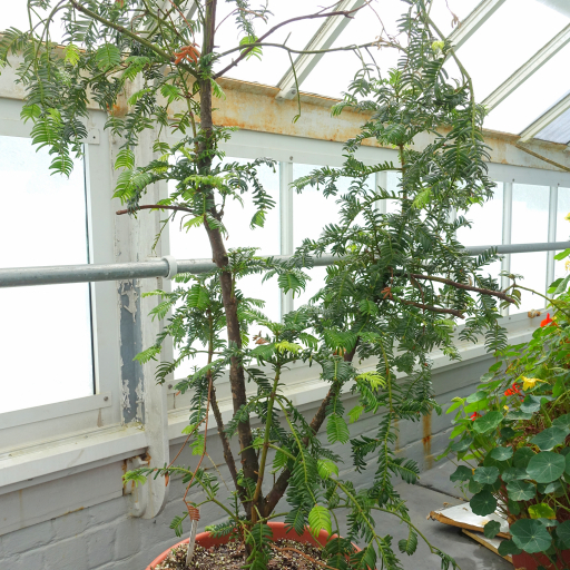 Oliver's Plum Yew (Cephalotaxus Oliveri) Plant Care & How to Grow, Water