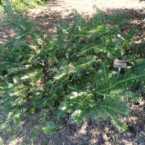 Japanese Plum-Yew (Cephalotaxus Sinensis) Plant Care & How to Grow, Water