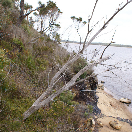 Albany-Pitcherplant (Cephalotus Follicularis) Plant Care & How to Grow ...