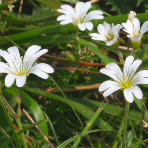 Alpine Mouse-ear (Cerastium Alpinum) Plant Care & How to Grow, Water