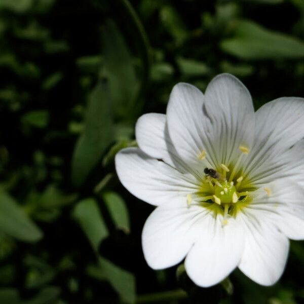 Cerastium Gibraltaricum Plant Care & How to Grow, Water