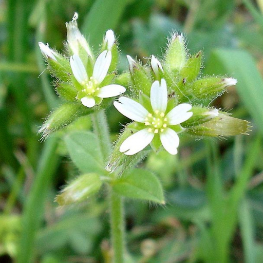 Sticky Chickweed (Cerastium Glomeratum) Plant Care & How to Grow, Water