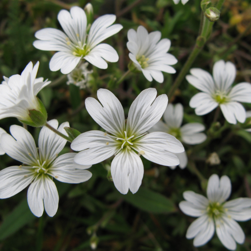 Mouse-Ear Chickweed (Cerastium) Care Guide: Water, Soil & Propagation ...