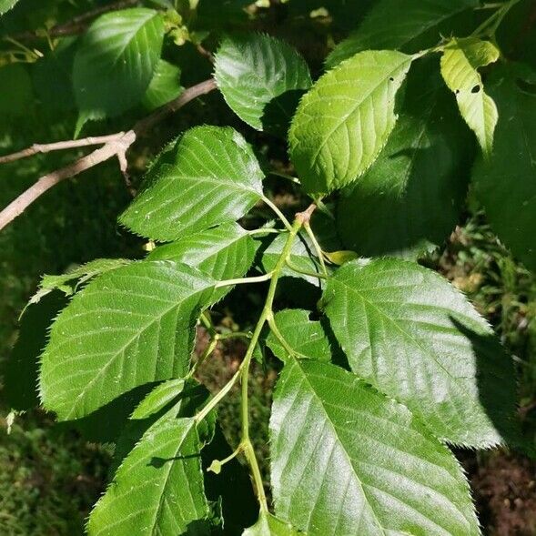 Yoshino Cherry (Cerasus Yedoensis) Plant Care & How to Grow, Water
