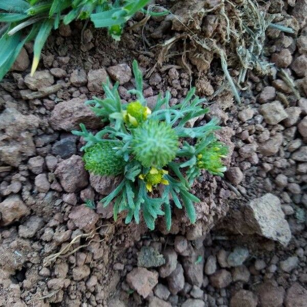 Butterwort (Ceratocephala Falcata) Plant Care & How to Grow, Water