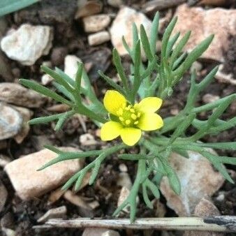 Beakwort (Ceratocephalus Falcatus) Plant Care & How to Grow, Water