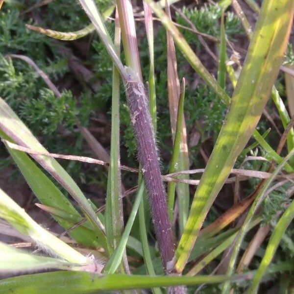 Rescue Brome (Ceratochloa Unioloides) Plant Care & How to Grow, Water