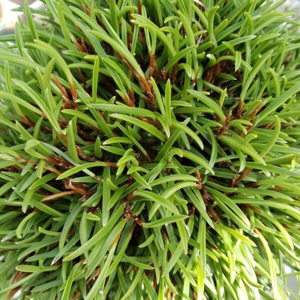 Ceratostylis Philippinensis Plant Care & How to Grow, Water