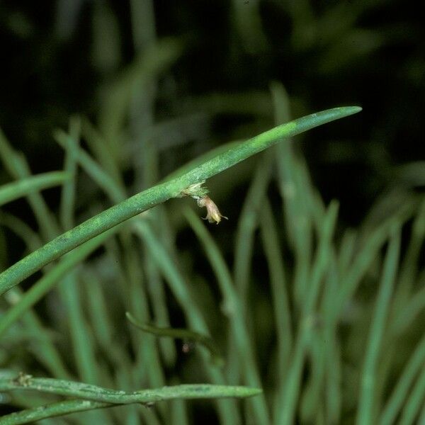 Ceratostylis Subulata Care Guide: Water, Soil & Propagation - Plantiary