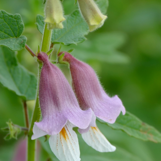 False Foxglove (Ceratotheca Sesamoides) Plant Care & How to Grow, Water