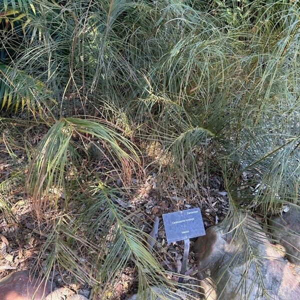 Ceratozamia Alvarezii Care Guide: Water, Soil & Propagation - Plantiary