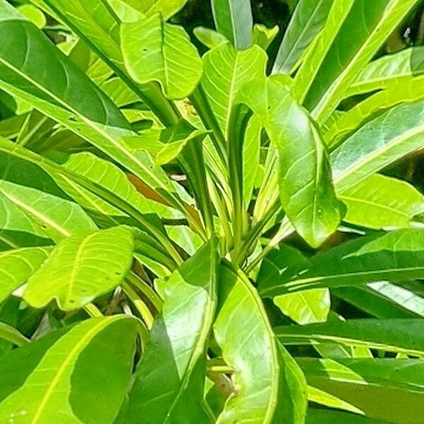 Cassowary Plum (Cerbera Floribunda) Care Guide: Water, Soil ...