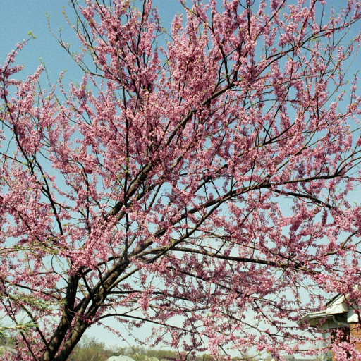 Eastern Redbud (Cercis Canadensis) Plant Care & How to Grow, Water