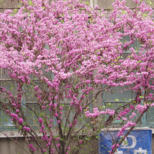 Chinese Redbud (Cercis Chinensis) Plant Care & How to Grow, Water