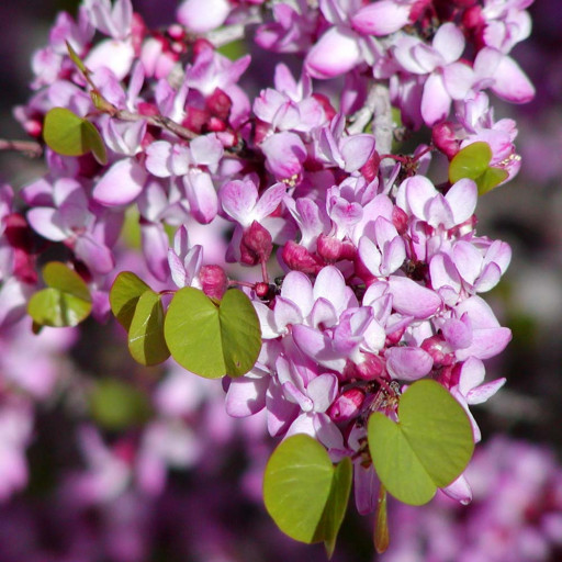 Western Redbud (Cercis Occidentalis) Plant Care & How to Grow, Water