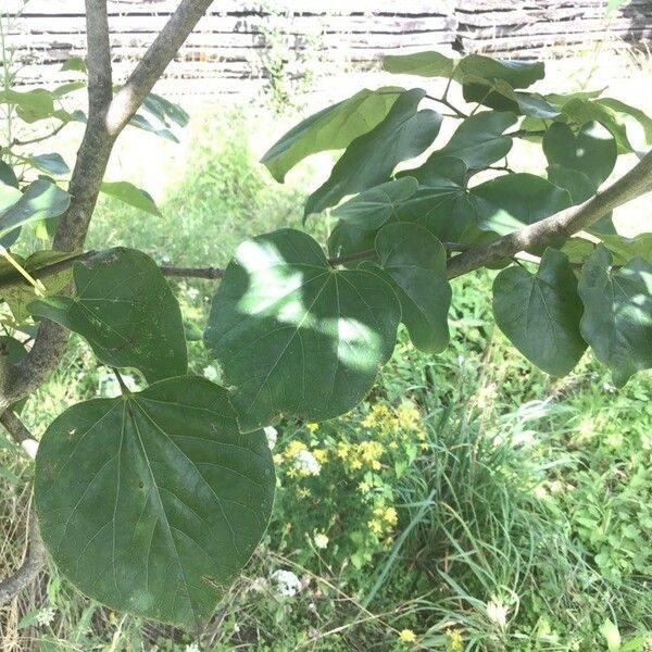 Cercis Racemosa Plant Care & How to Grow, Water