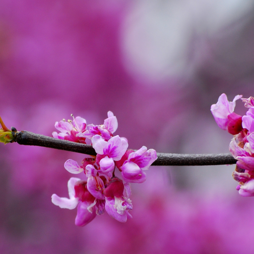 Redbuds (Cercis) Plant Care & How to Grow, Water