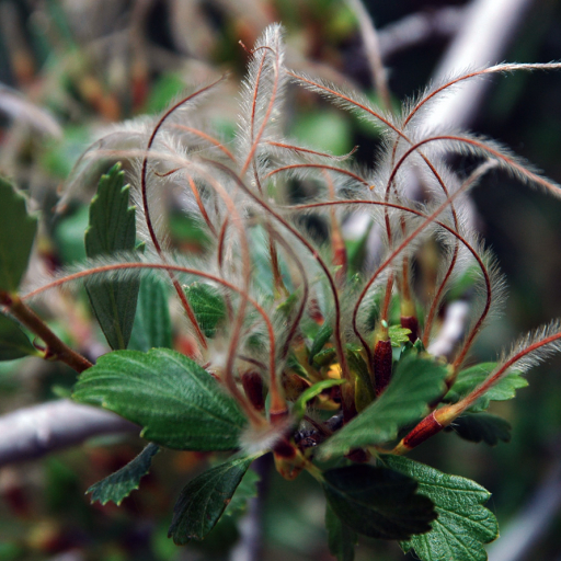 Mountain-Mahogany (Cercocarpus Montanus) Plant Care & How to Grow, Water