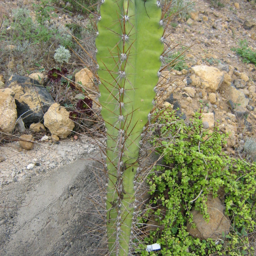 Cereus Aethiops Plant Care & How to Grow, Water