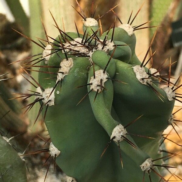 Cereus Caesius Plant Care & How to Grow, Water