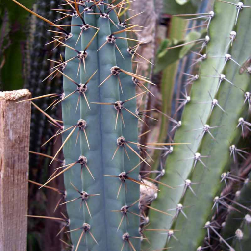 Cereus Hankeanus Care Guide: Water, Soil & Propagation - Plantiary