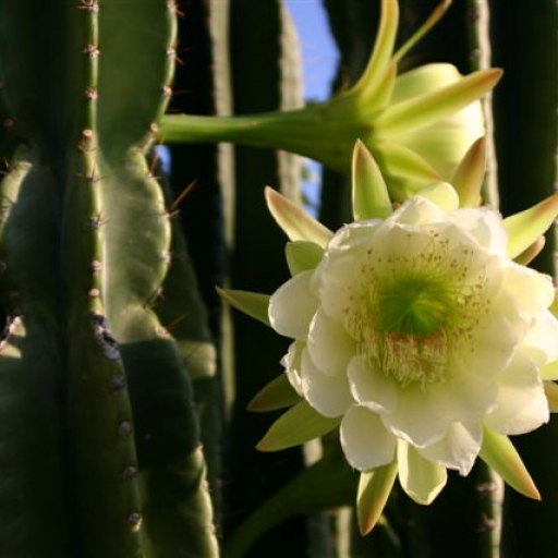 Queen-Of-The-Night (Cereus Hexagonus) Plant Care & How to Grow, Water