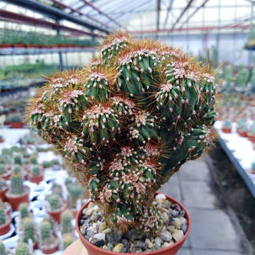 Cereus Peruvianus Monstrosus Plant Care & How to Grow, Water