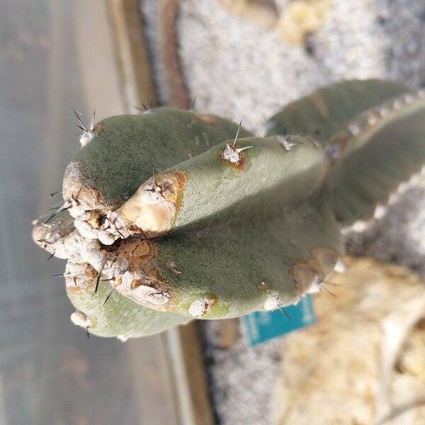 Cereus Trigonodendron Care Guide: Water, Soil & Propagation - Plantiary
