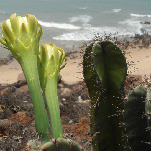 Cereus Plant Care & How to Grow, Water