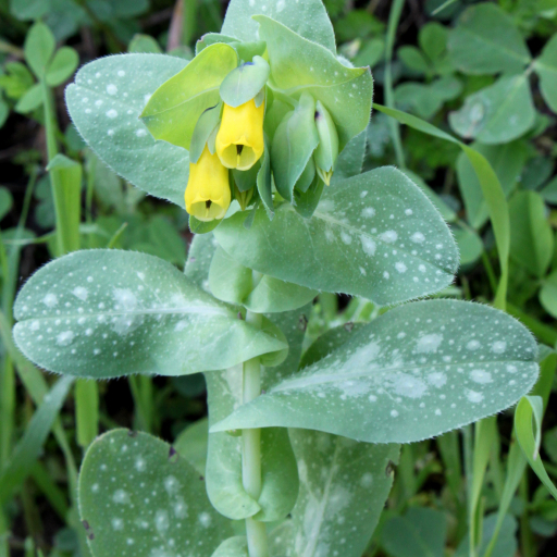 Blue Shrimp (Cerinthe Major) Plant Care & How to Grow, Water