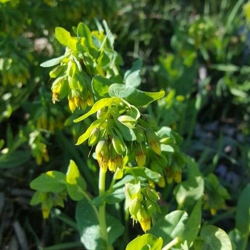 Lesser Honeywort (Cerinthe Minor) Plant Care & How to Grow, Water