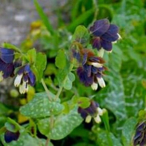 Cerinthe Palaestina Plant Care & How to Grow, Water