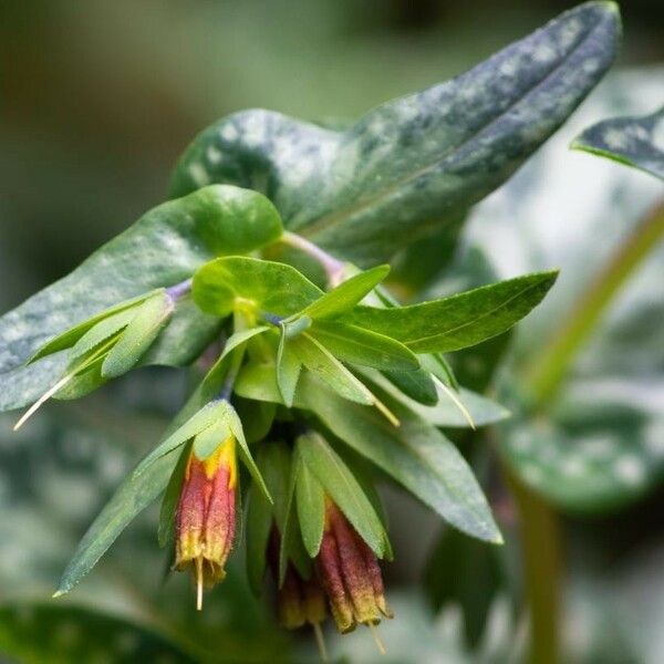 Cerinthe Tenuiflora Plant Care & How to Grow, Water