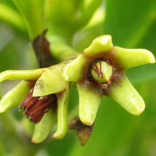 Spurred Mangrove (Ceriops Tagal) Plant Care & How to Grow, Water