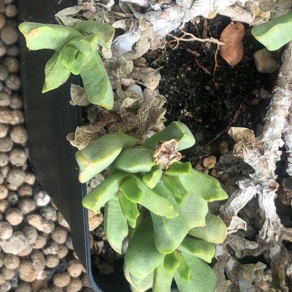 Cerochlamys Pachyphylla Plant Care & How to Grow, Water