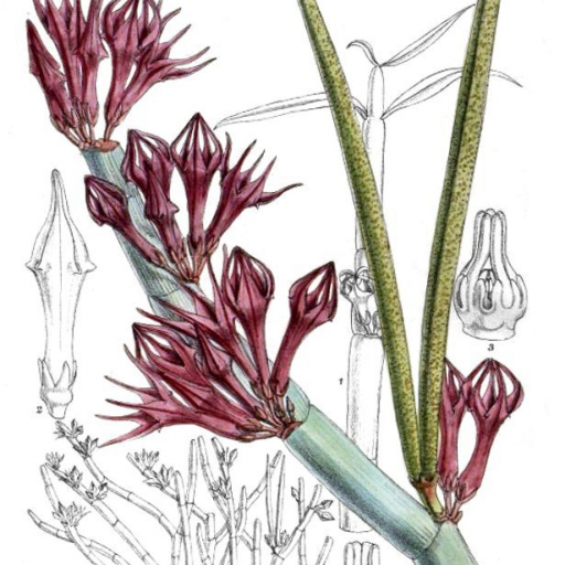 Ceropegia Fusca Plant Care & How to Grow, Water