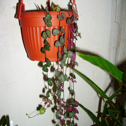 String Of Hearts (Ceropegia Woodii) Plant Care & How to Grow, Water