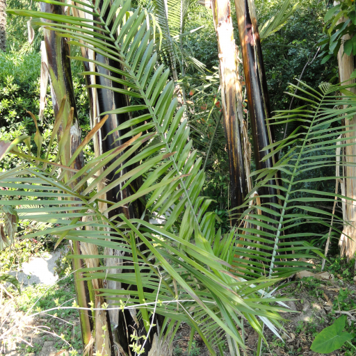 Golden-Shower (Dolichandra Unguis-cati) Plant Care & How to Grow, Water