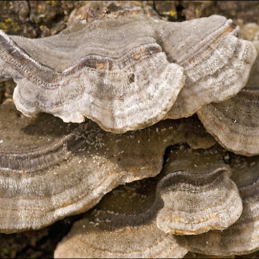 Mossy Maze Polypore (Cerrena Unicolor) Care Guide: Water, Soil ...
