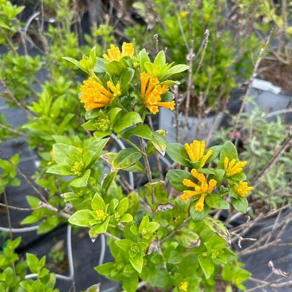 Cestrum Corymbosum Plant Care & How to Grow, Water