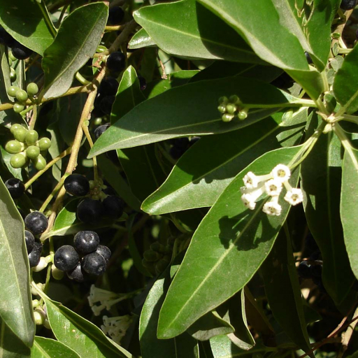 Day Queen (Cestrum Diurnum) Plant Care & How to Grow, Water