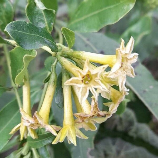 Cestrum Euanthes Care Guide: Water, Soil & Propagation - Plantiary