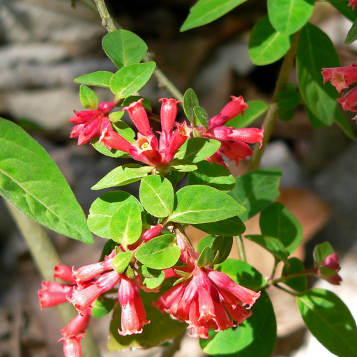 Early Jessamine (Cestrum Fasciculatum) Plant Care & How to Grow, Water