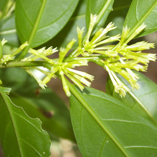 Glandbearing Cestrum (Cestrum Glanduliferum) Care Guide: Water, Soil ...