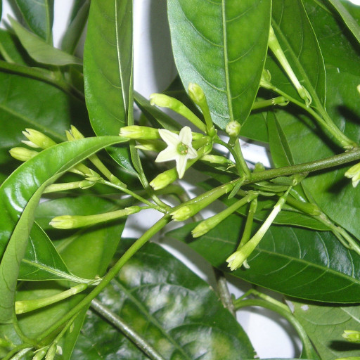 Night-Blooming Jasmine (Cestrum Nocturnum) Care Guide: Water, Soil ...