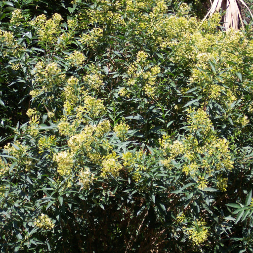 Chilean Cestrum (Cestrum Parqui) Plant Care & How to Grow, Water